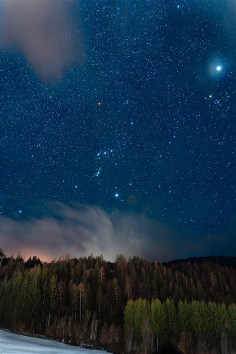 케른텐 소나무 숲 위의 별이 빛나는 밤하늘 · 무료 스톡 사진