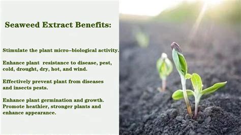 Ascophyllum Nodosum Seaweed Extract Fertiliser Factory