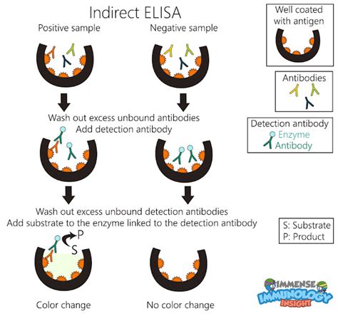 Immense Immunology Insight Indirect ELISA