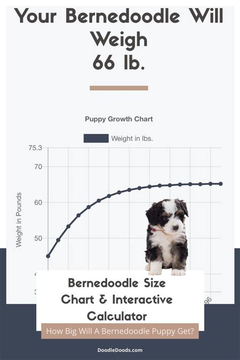 Track Your Bernedoodles Growth Ultimate Size Chart Guide Puppy