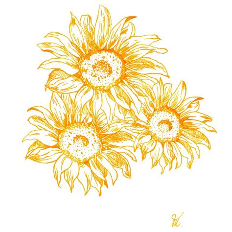 Inktober 2018 Day 01 Rohrer And Klingner Helianthus Pennonia®