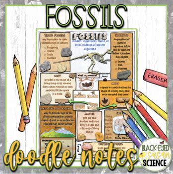 Fossils Doodle Notes Quiz By Black Eyed Susan Science TpT