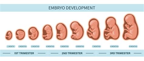 Embryo In The Womb Set Development And Growth Of The Fetus At