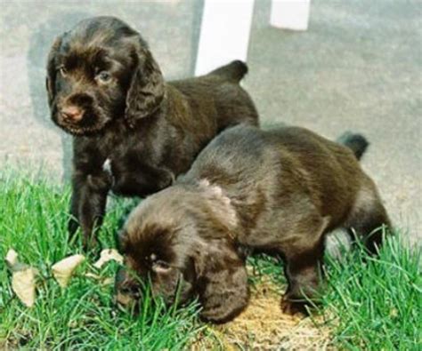 Field Spaniel Vs Boykin Spaniel Breed Comparison