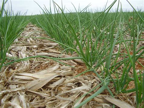 Sistema Plantio Direto Em Hortaliças Revista Campo And Negócios