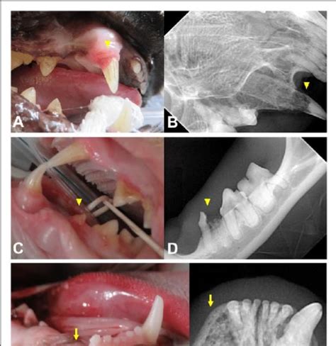 Understanding Feline Resorptive Lesions Symptoms Diagnosis And