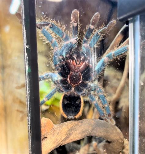 Sex On This Gbb Rtarantulas