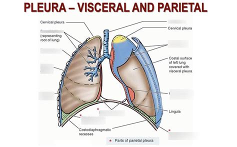 Parietal And Visceral Pleura And Pericardium Diagram Quizlet My Xxx
