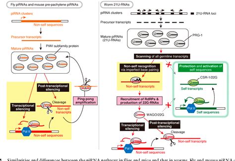 Figure 1 From Diversity Of The PiRNA Pathway For Nonself Silencing