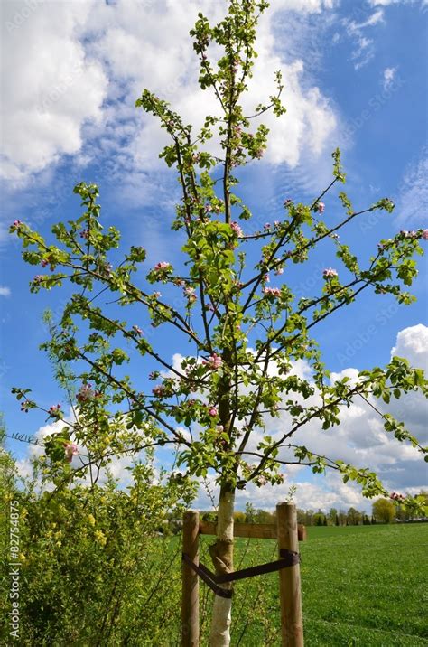 Junger Apfelbaum An Pfählen Angebunden Stock Foto Adobe Stock
