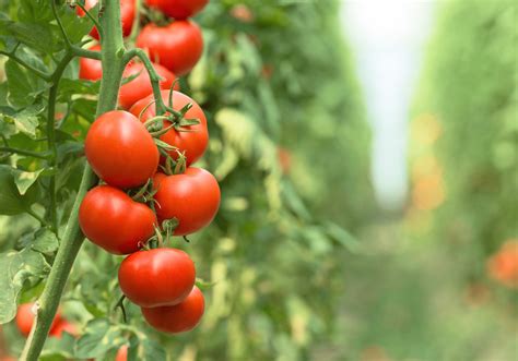 Włoskie pomidory pelati Bio g Organic Foods TASTI Smakuj życie