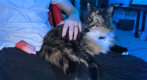 My Sweet Girl Loves To Lay In My Lap While At The Computer R Cats