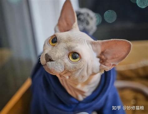 无毛猫价格贵但依然很受追捧养后发现这几点很真香 知乎
