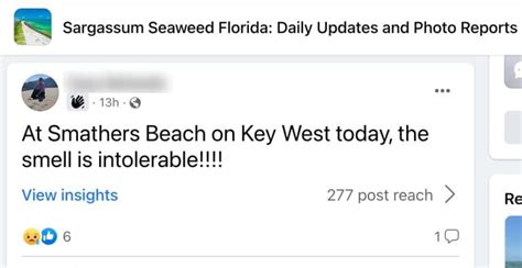 Seaweed Sargassum Starts Invading Floridas Beaches In Record Numbers