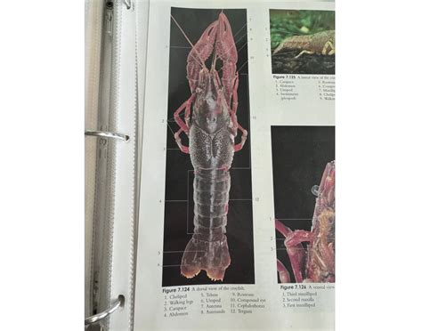 Crayfish Dorsal Quiz