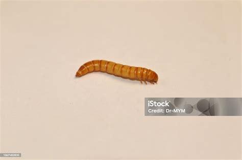 흰색 배경 클로즈업 검은 딱정벌레 애벌레 식사 벌레 외식벌레 고립 식사 벌레의 단계 식사 벌레의 수명 주기입니다 식사 벌레 슈퍼