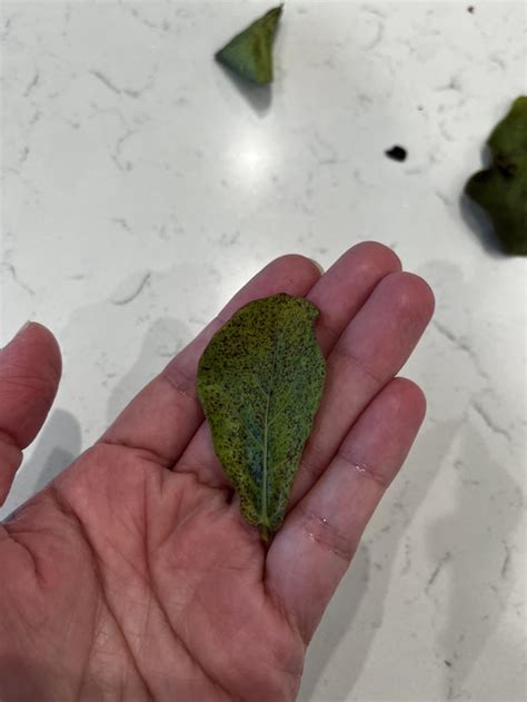 Mini Fiddle Leaf Rplantclinic