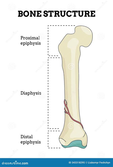 Bone Structure Biology Educational Poster Design Scheme Of Human Bone Anatomy Flat Vector