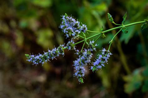 Menta Verde Flor Foto Gratis En Pixabay Pixabay