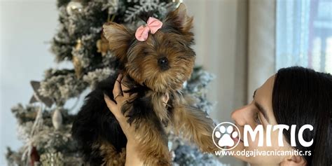 Jorksirski Terijeri Decak I Devojcica Prodaja Pasa Pomeranac