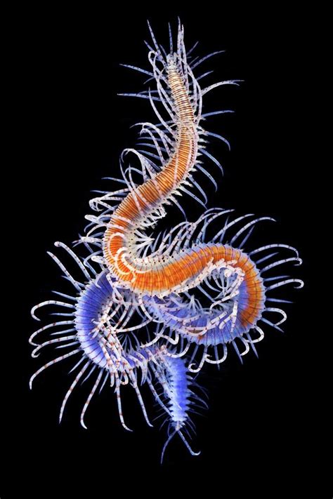 Marine Worms