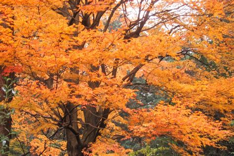 紅葉2023 湯の山温泉 其の一 ナラネコ日記