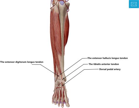 extensor hallucis longus and extensor digitorum longus the best porn website
