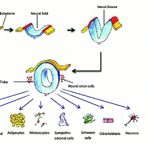 Molecular Events In Neural Crest Induction And Emigration Download