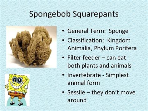 The Marine Biology Of Spongebob Squarepants Spongebob Squarepants