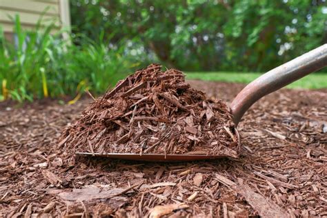 Does Mulch Attract Termites Bob Vila