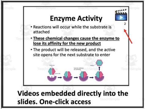 Enzymes Senior High Babe Biology Lesson By Teach Simple