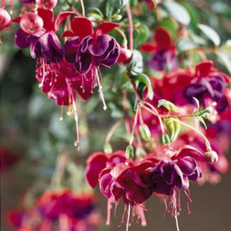 Dark Eyes Trailing Fuchsia Fuchsia Hybrid Proven Winners Dark Eyes Trailing Fuchsia Fuchsia Hybrid Proven Winners