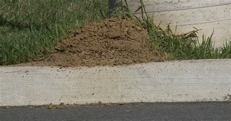 Invasive Fire Ants Discovered Btwn News