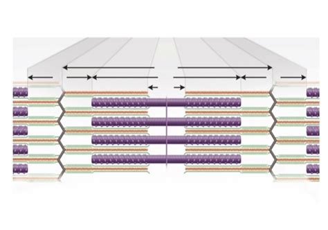 LEC Cell Diagram Quizlet