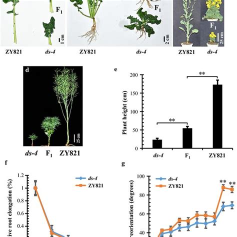 Phenotype Of The Ds 4 Mutant A Leaf Phenotype At The Seedling Stage Of