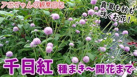 千日紅 種まきから開花まで Youtube