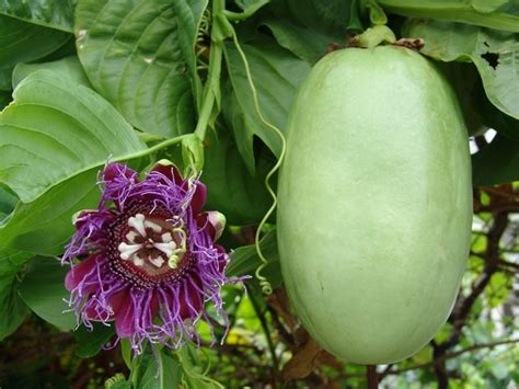 20 Sementes Do Maracujá Gigante P Quadrangularis P Mudas R 20 00