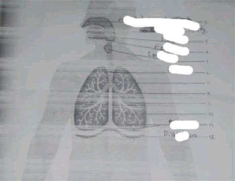 Diagram Showing Respiratory System Label The Studyx