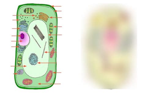 Biology 2201 Unit 2 Plant Cell Diagram Quizlet