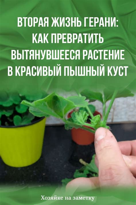 Вторая жизнь герани как превратить вытянувшееся растение в