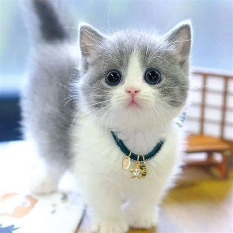 Meong Ucing