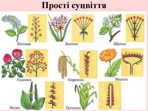 Генеративні органи рослин квітка суцвіття презентация онлайн