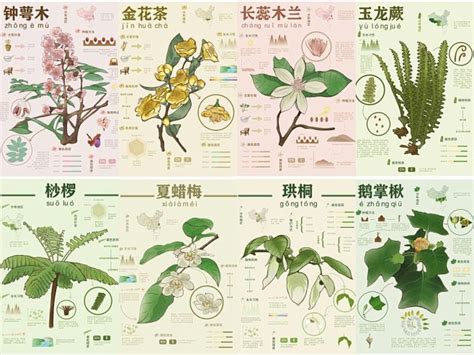 信息可视化设计珍稀濒危植物保护任重道远