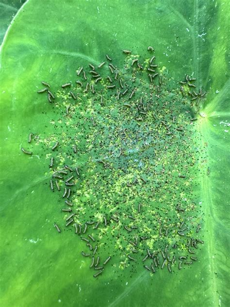 What Are These Tiny Critters R Texasgardening