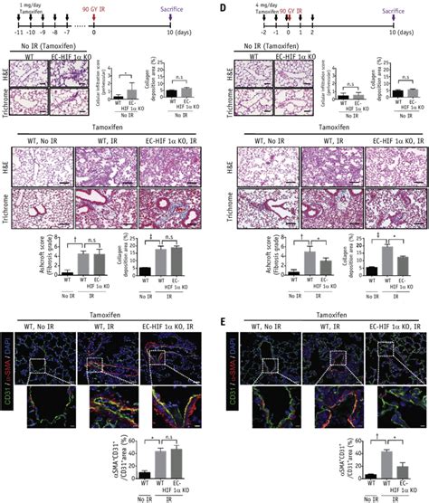 Endothelial Specific Hif 1a Deletion Inhibits Radiation Induced Lung