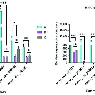 QRT PCR Validation Of The Differential Expressed CircRNAs Indicates