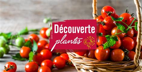 Découverte plante tomates à faire pousser Mjardiner