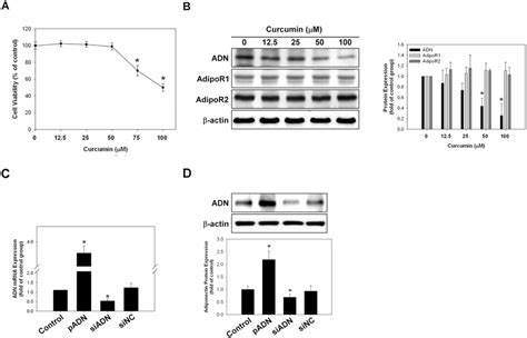 Effects Of Curcumin On Cell Cytotoxicity And On The Expression Levels Download Scientific