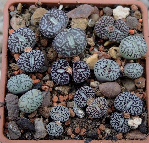 Conophytum Mínimo Wittebergense Succulents Lithops Botanical