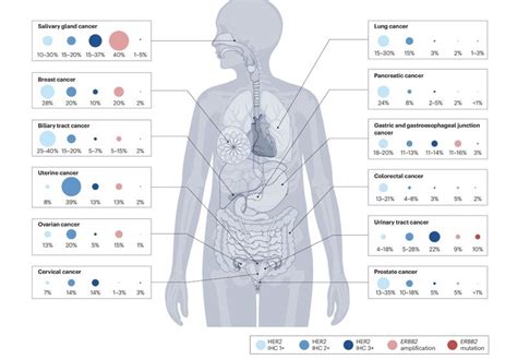 Francisco Esteva Her2 Targeted Therapies Are Being Explored For Various Other Solid Tumors